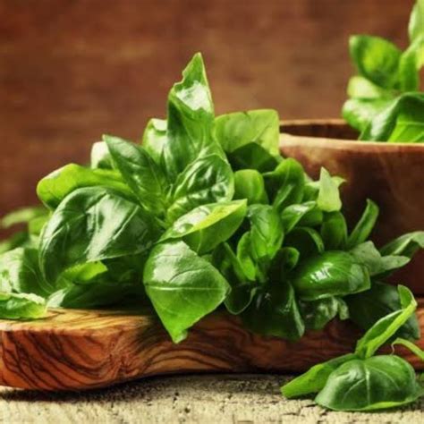 Ocimum Basilicum Basil Sweet Genova The Seed Vine