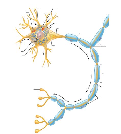 Anatomy And Physiology Nerve Diagram Diagram Quizlet