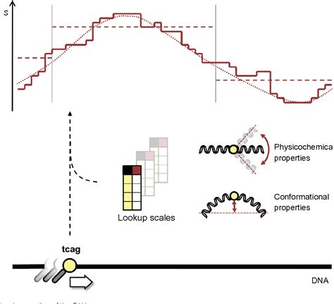 Table 1 From Dna Structural Properties In The Classification Of Genomic Transcription Regulation