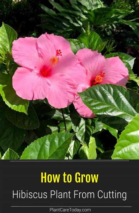 What Does Pruning The Hibiscus Mean At Zoe Kipp Blog