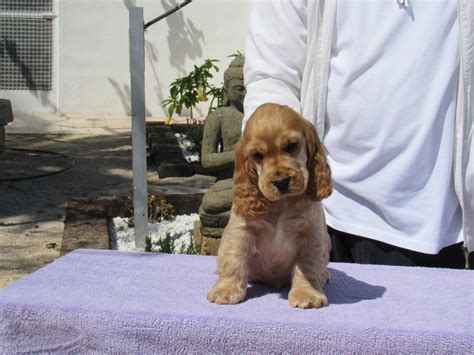 Comprar Cocker Spaniel Inglés En Criadero Consulta Precio