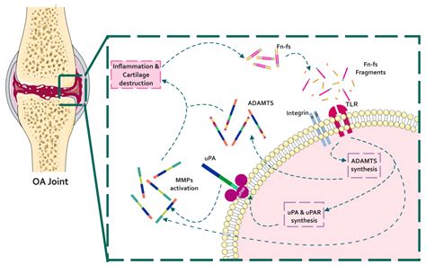 Cells Free Full Text Profile Of Matrix Remodeling Proteinases In