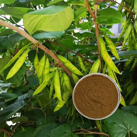 All About Saponin Extracts