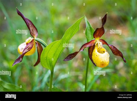 Cypripedium Calceolus Is A Ladys Slipper Orchid And The Type Species