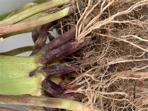 Corn Rootworm Feeding And Damage In High Populations Bayer Crop