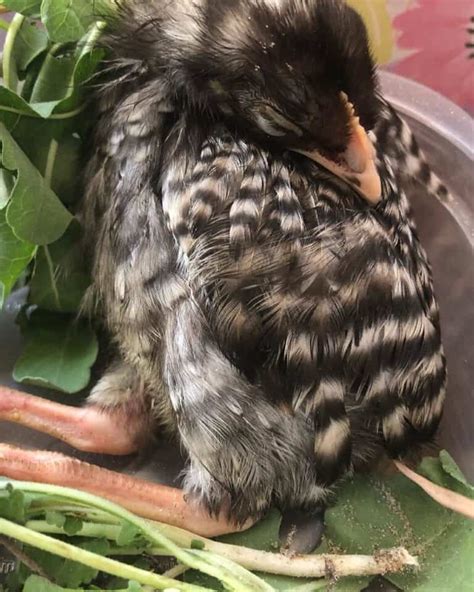 Wry Neck In Chickens Everything You Need To Know