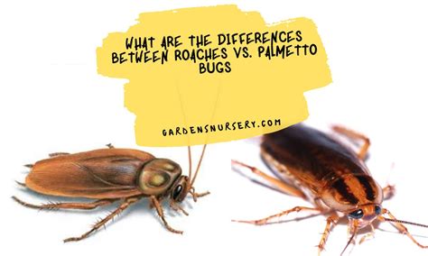 Palmetto Bug Vs Cockroach