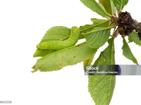 노란색 흰색 및 검은색 표시가 있는 녹색 애벌레 양쪽성 피 라 피라미드 구리 언더 윙 나 방 애벌레 초기 Instar 잎에 흰색 절연 0명에 대한 스톡 사진 및 기타 이미지