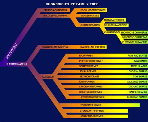 Tiger Shark Classification Chart