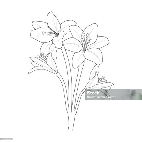 Calla Lily Flower Pencil Drawing