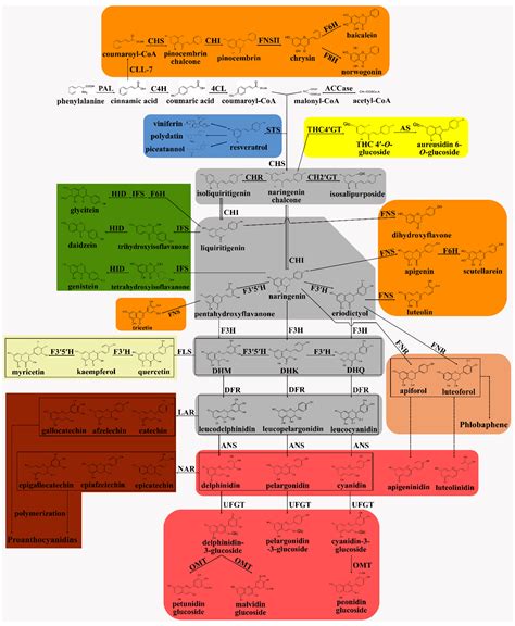 The Flavonoid Biosynthesis Network In Plants