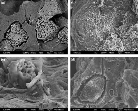 Sem Micrographs Of Composite Powders A 1300ah10 Â 500 B
