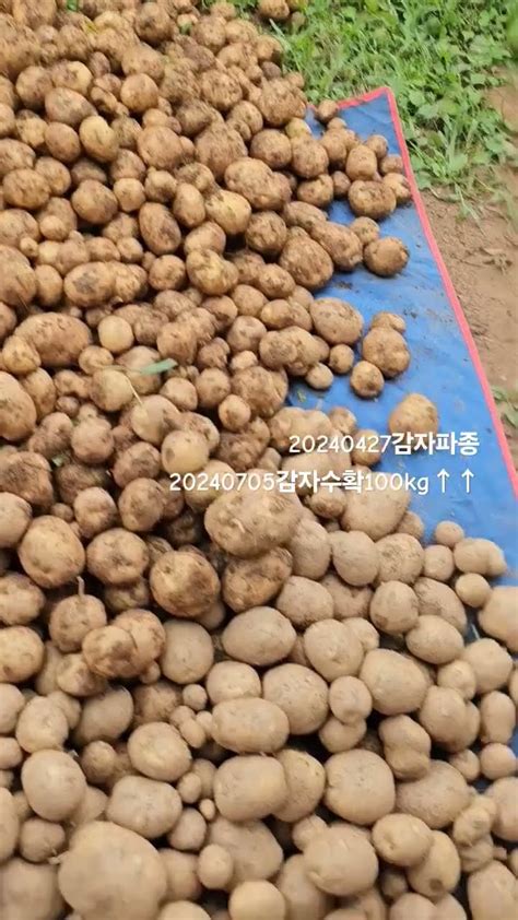 노지재배 비멀칭 감자 농사 감자수확 기록 4월27일 감자파종 7월5일 수확했다토양살충제 중요성 배웠다 Youtube