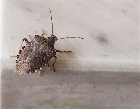 Stink Bug Control Toronto Area York Durham Halton Peel Regions