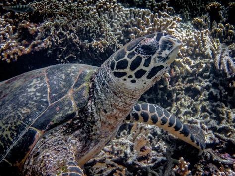 Premium Photo Hawksbill Sea Turtle