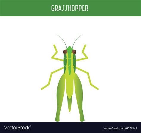Grasshopper Royalty Free Vector Image Vectorstock