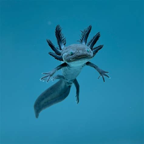 Gfp Melanoid Axolotl Axolotls For Sale Axolotl Planet