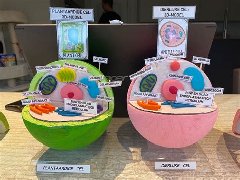 Plantaardige En Dierlijke Cel In 3d Isimo Dierlijke Cel Celwand