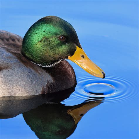 4000 Free Lake Duck And Duck Images Pixabay