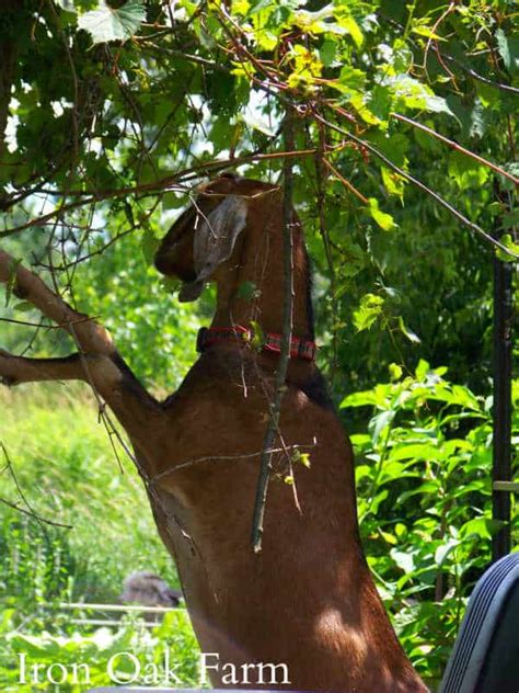 How To Raise Friendly Goats