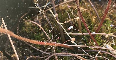 Hibernacula Album On Imgur