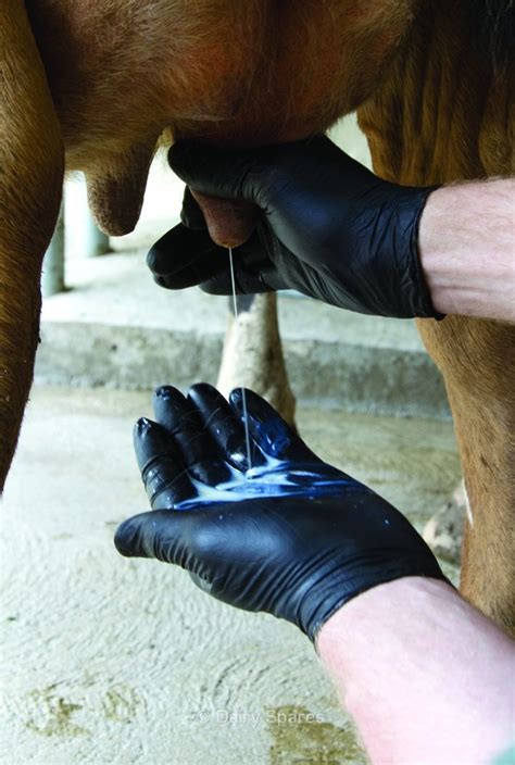 Milkers Nitrile Disposable Gloves In Stock Dairy Spares