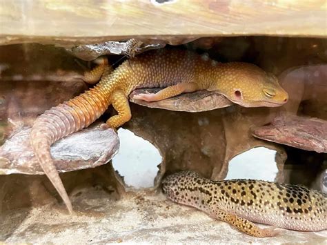 Leopard Gecko Sleep Habbits And Patterns Complete Guide Reptile Breeds