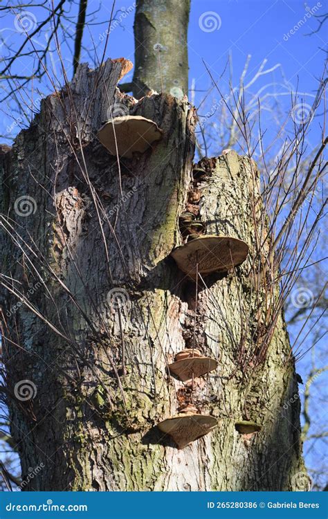 Bracket Fungus Growing On Tree Trunk Stock Photo Image Of Brown Bracket 265280386