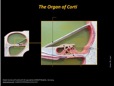 Organ Of Corti Model