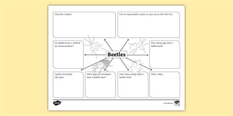 Beetle Mind Map Activity For 6th 8th Grade Twinkl
