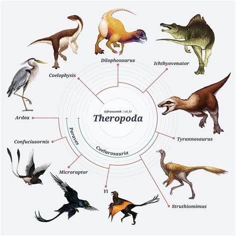 Theropoda The Cladogram Poster By Franz Anthony In 2020