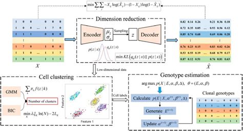 Bmvae A Variational Autoencoder Method For Clustering Single Cell Mutation Data Pmc