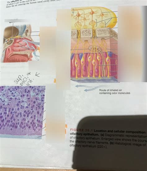 Olfactory Epithelium Diagram Olfactory Epithelium Diagram