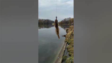 Знатоки Как Называется 🐟 Рыба Конкурс Викторина Вопрос Загадка 🤔😮 Смешные Ролики 🎶 Юмор и Смех