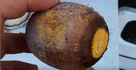Coquitos De Aceite Sabores De Mi Tierra Gente Nayarit