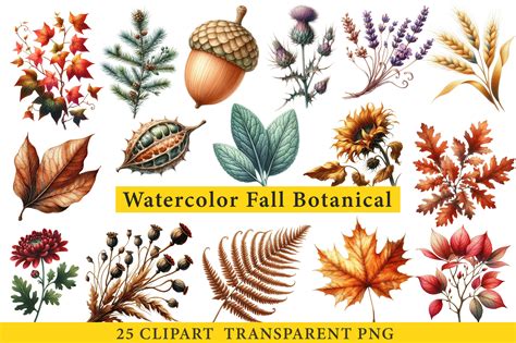 Fall Botanical Clip Art Graphic By Cherrydesign · Creative Fabrica