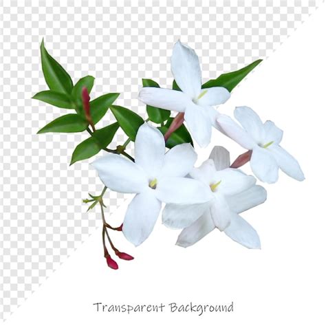 Цветы с прозрачным фоном Премиум Psd Файл