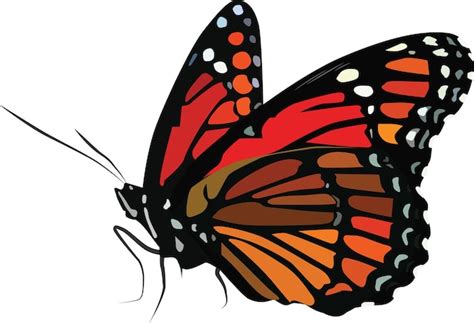 Buterfly Vector Premium