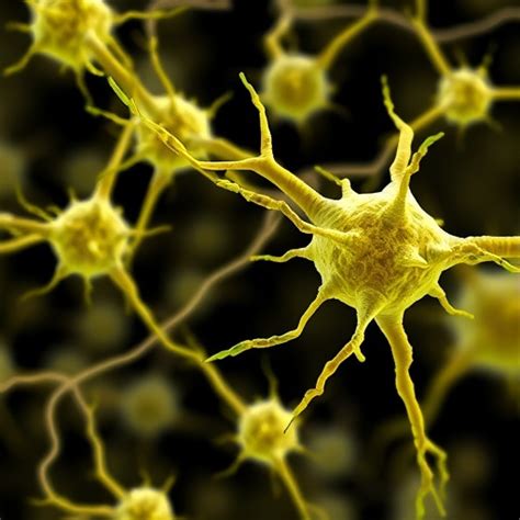 Nano And Micro Polystyrene Impact Gut Cells Neurons