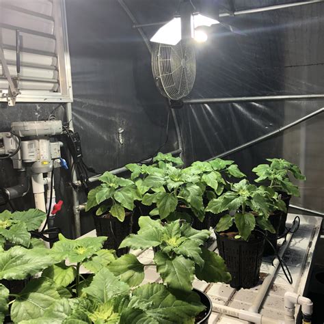 Hydroponic Flowers Grozine