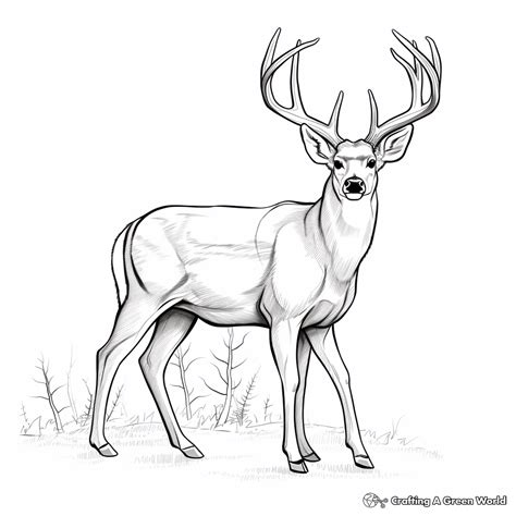 Bucks Coloring Pages Free And Printable Bucks Coloring Pages Free And Printable