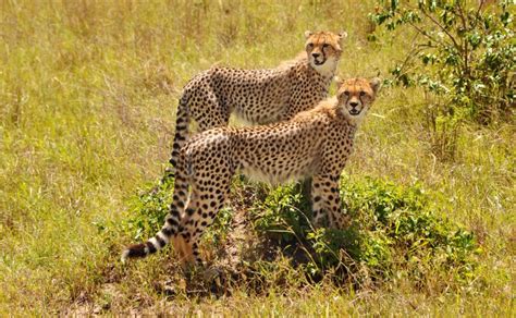 My Favorite Ssms Shortcut After Copypaste Sqlservercentral