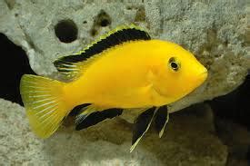 Electric Yellow Labidochromis Caeruleus 4cm Home Of Cichlids