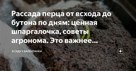 Рассада перца от всхода до бутона по дням ценная шпаргалочка советы агронома Это важнее