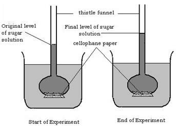 Experiment Osmosis Cameroongcerevision Com