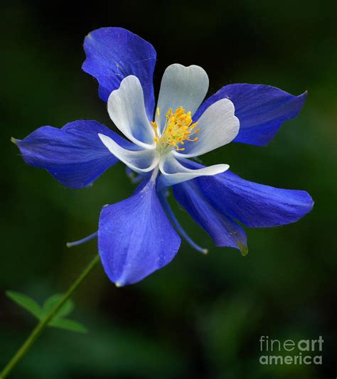Blue Columbine Flowers