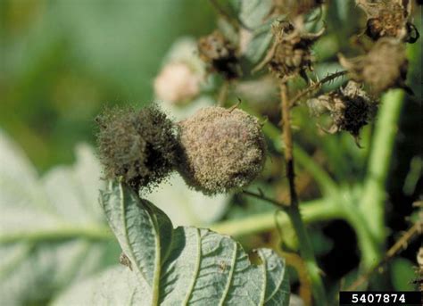 Blackberry Diseases And Pests Description Uses Propagation