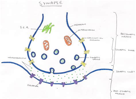 13 5 Synapses A Level Biology Babe