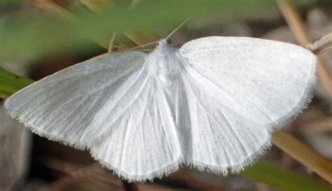 Moth Identification Based On Structural Features · Inaturalist
