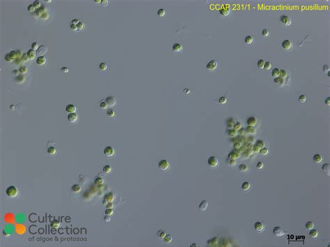 Micractinium Pusillum